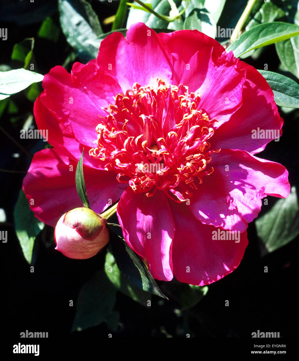 Pfingstrosen hi-res stock photography and images - Alamy