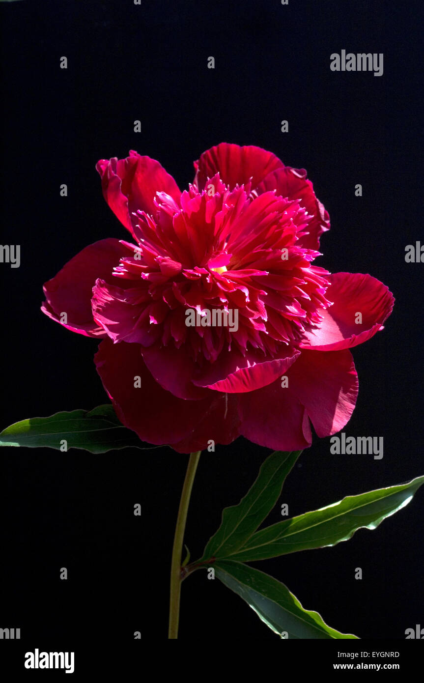 Gout roses hi-res stock photography and images - Alamy