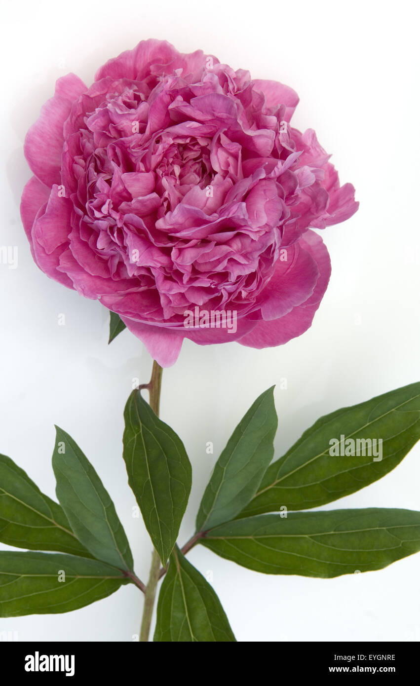 Pfingstrose; Paeonia peregrina Stock Photo - Alamy