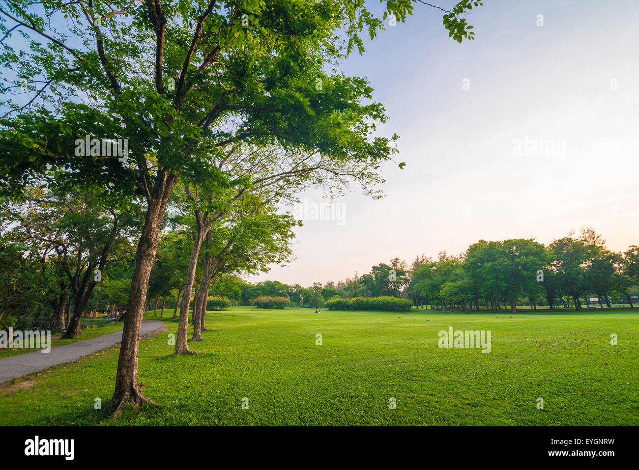 Park and recreation area in the city, Green field and tree Stock Photo ...
