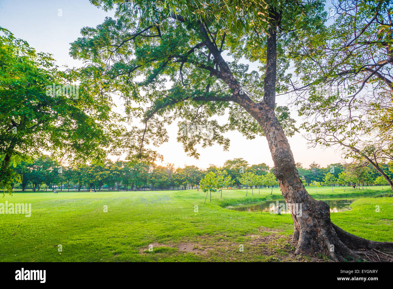 beautiful green park with sun light in evening, Sunset in park Stock ...