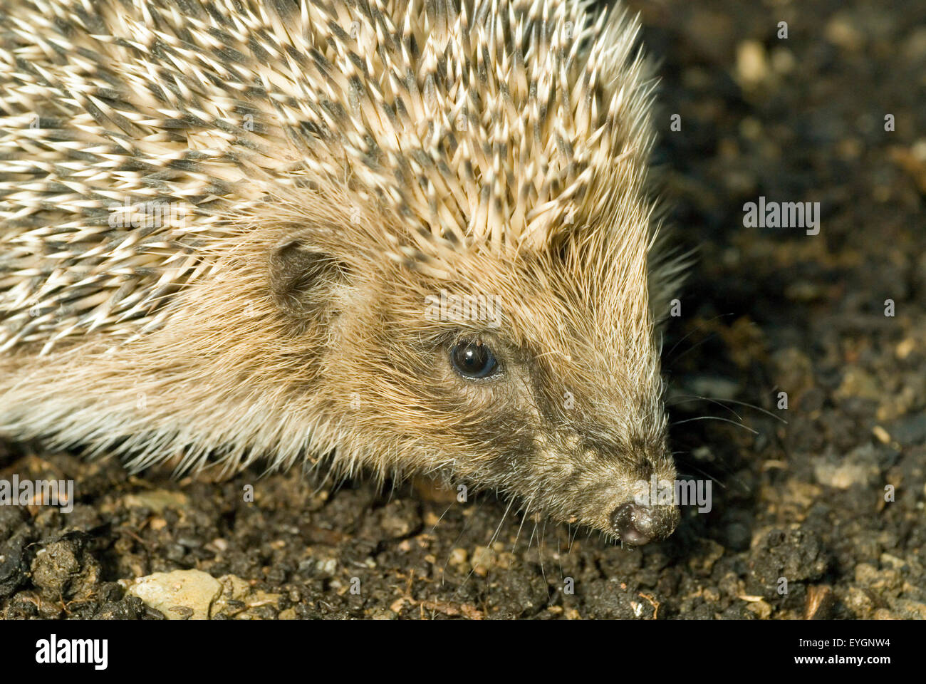 Little Hedgehog (Erinaceus europaeus Stock Photo - Alamy