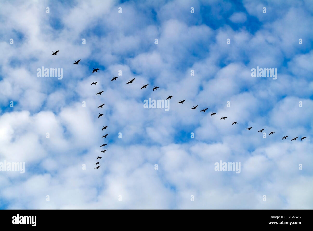 Graylag geese (Anser anser) flying in loose V formation Stock Photo - Alamy