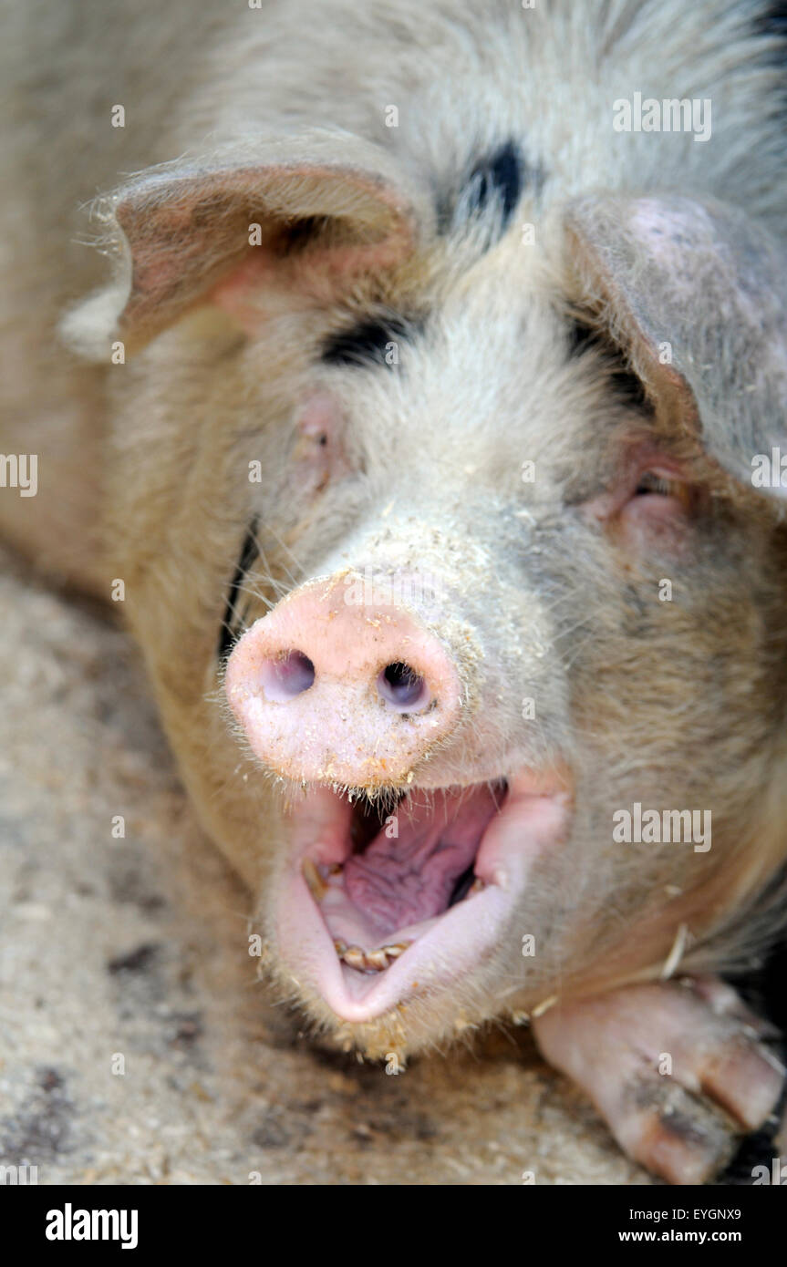 Sus scrofa domestica hi-res stock photography and images - Alamy