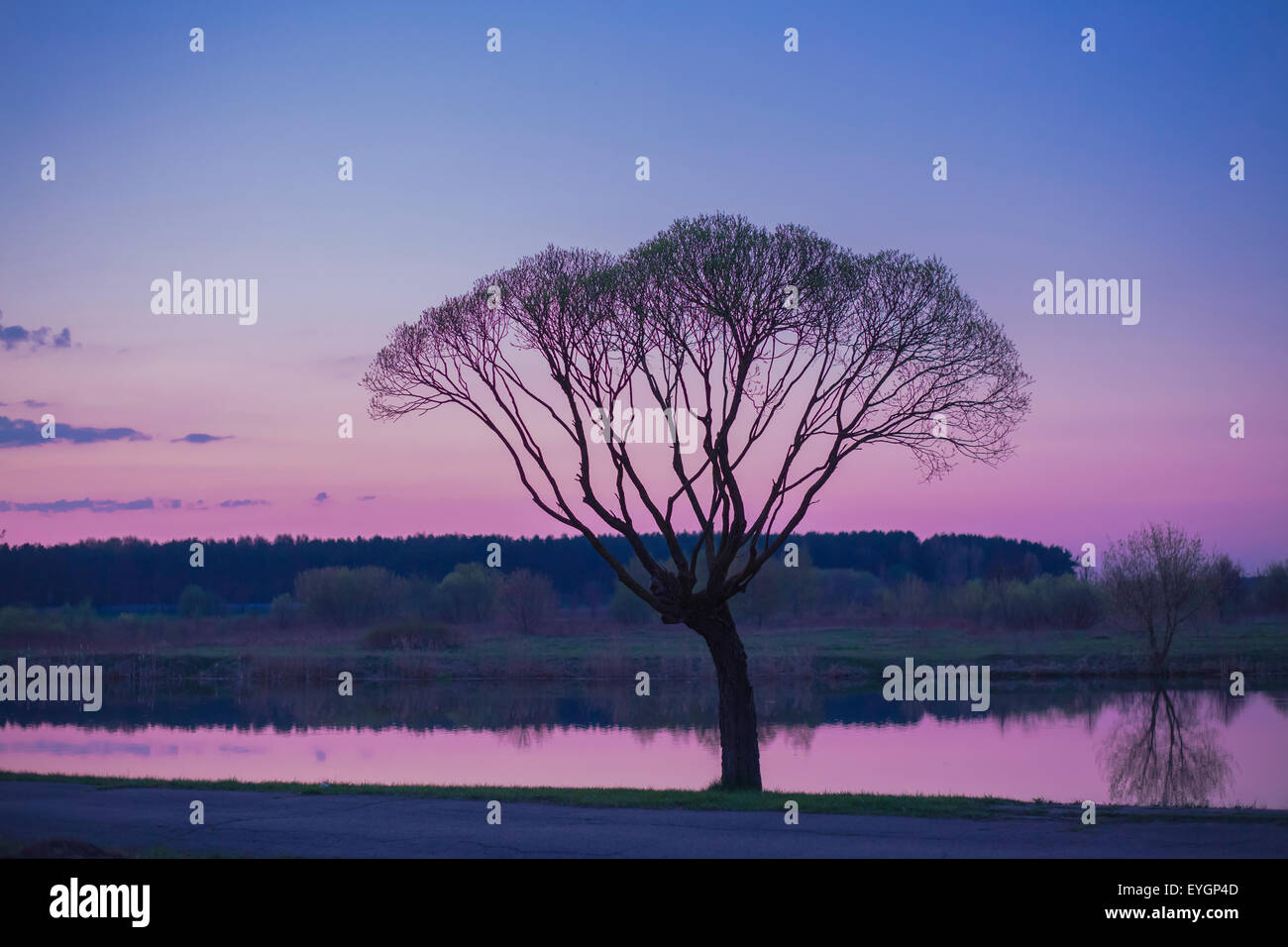 tree and river, sunset Stock Photo - Alamy