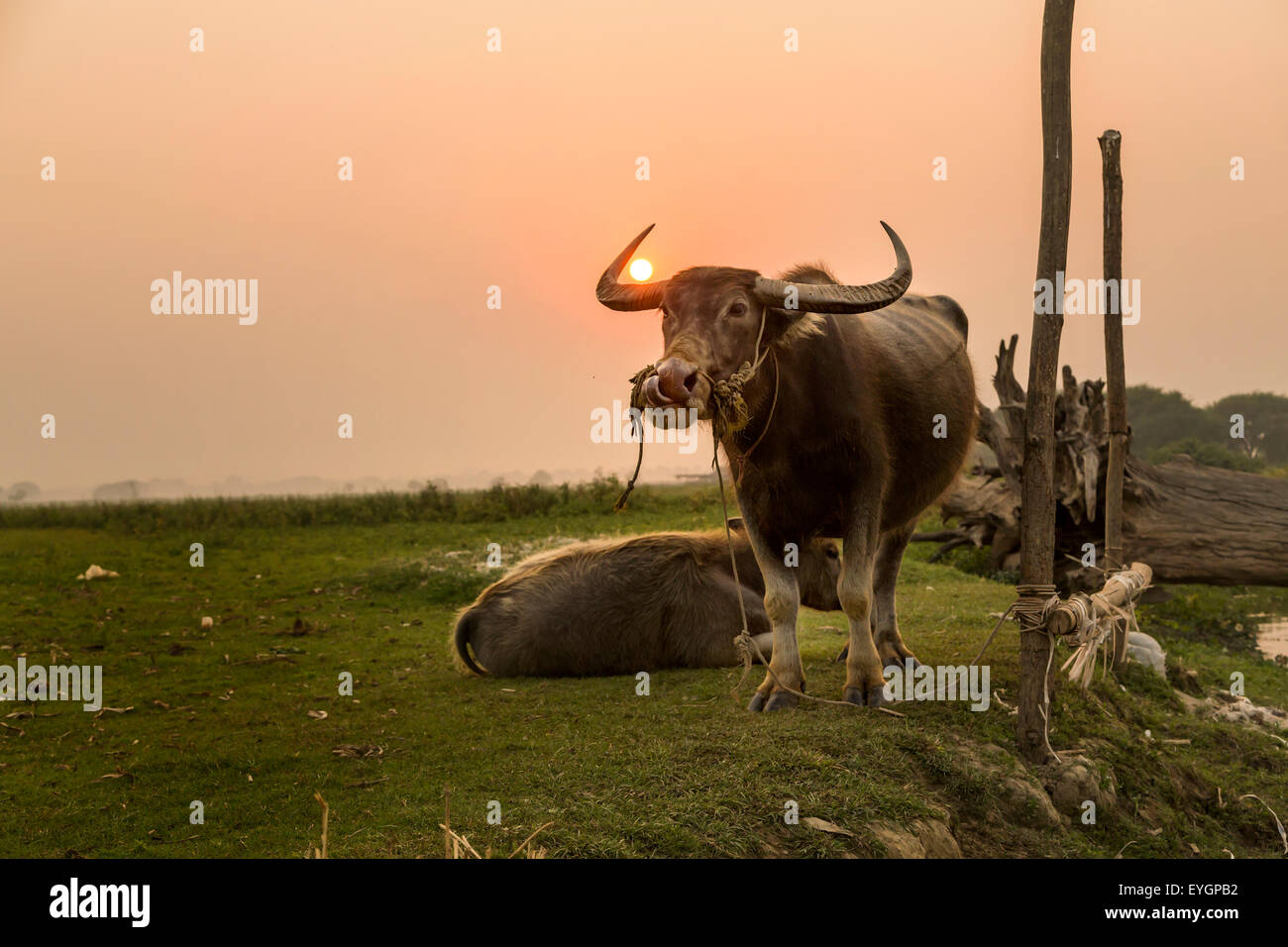 Burma buffalo in grass field in evening, colored sunset Stock Photo - Alamy