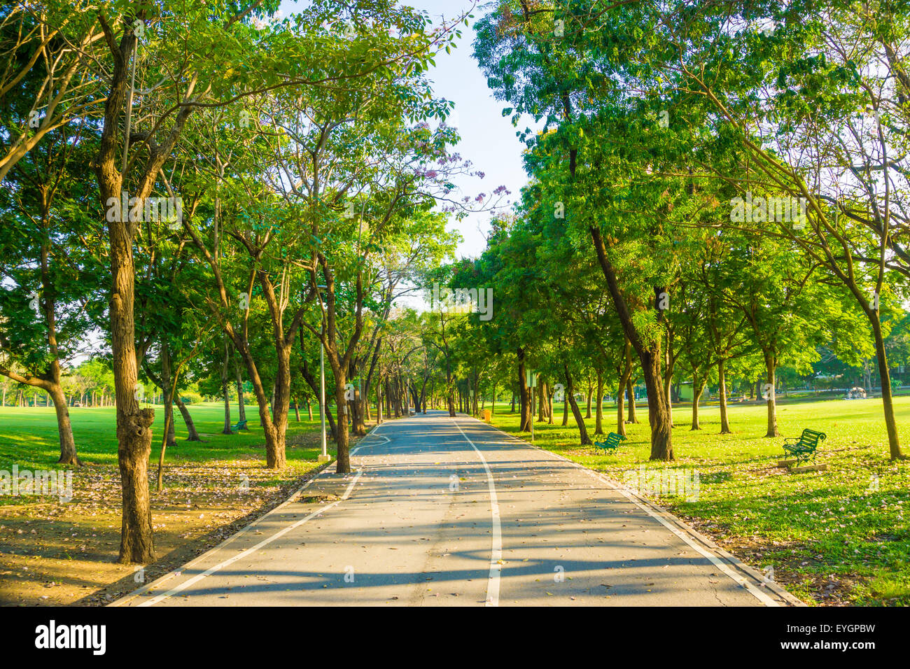 path way at beautiful avenue in to the park, public park Stock Photo ...