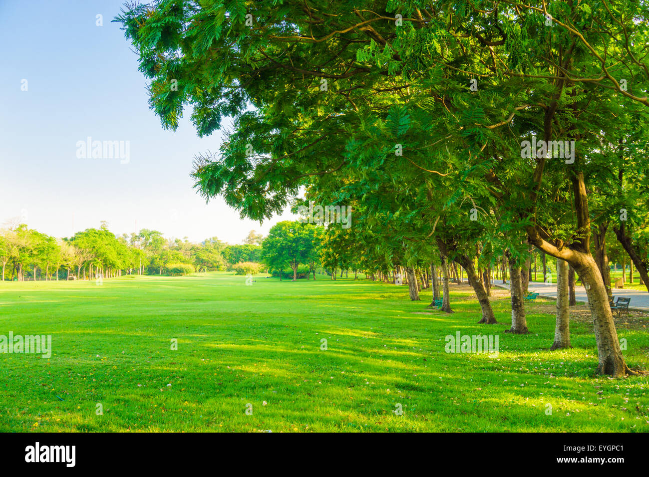 Green field park sunny day, beautiful green park Stock Photo - Alamy