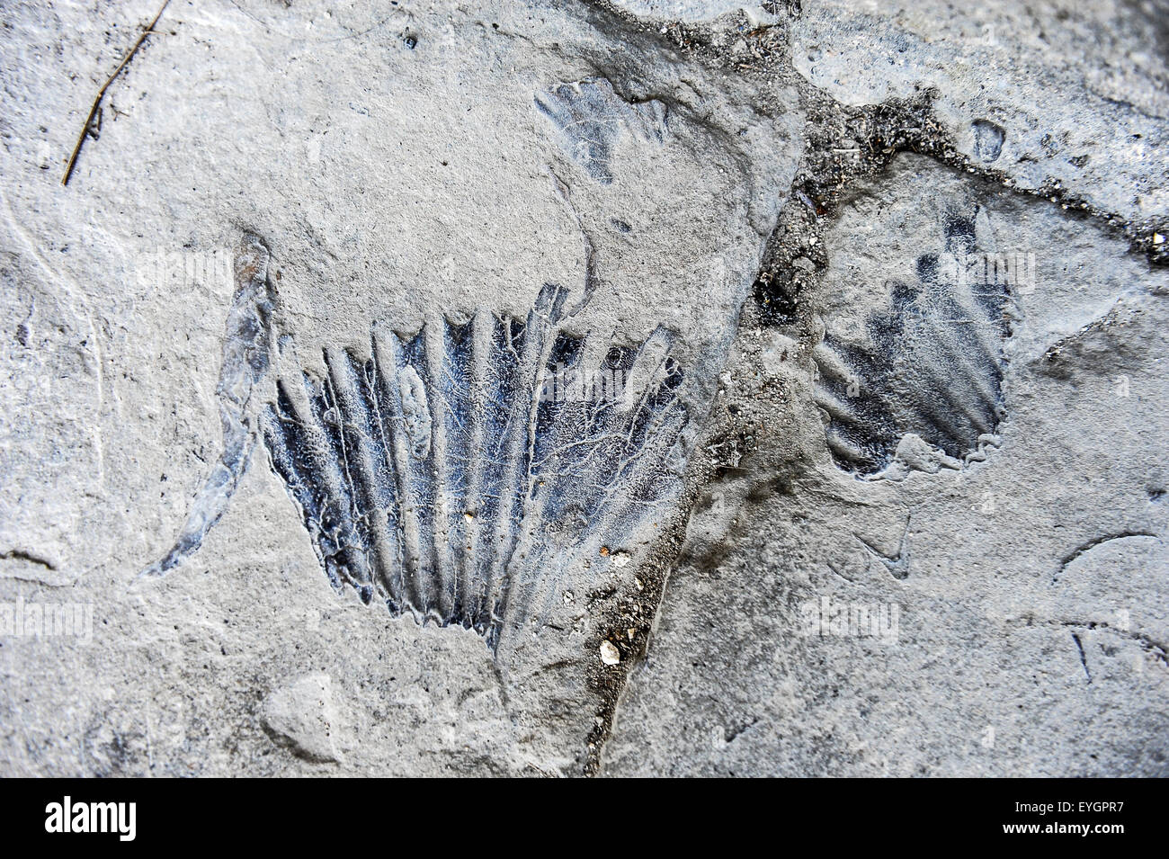 Fossil of a Pilgrim mussel in Pilgrimage site Rocamadour, Departement ...