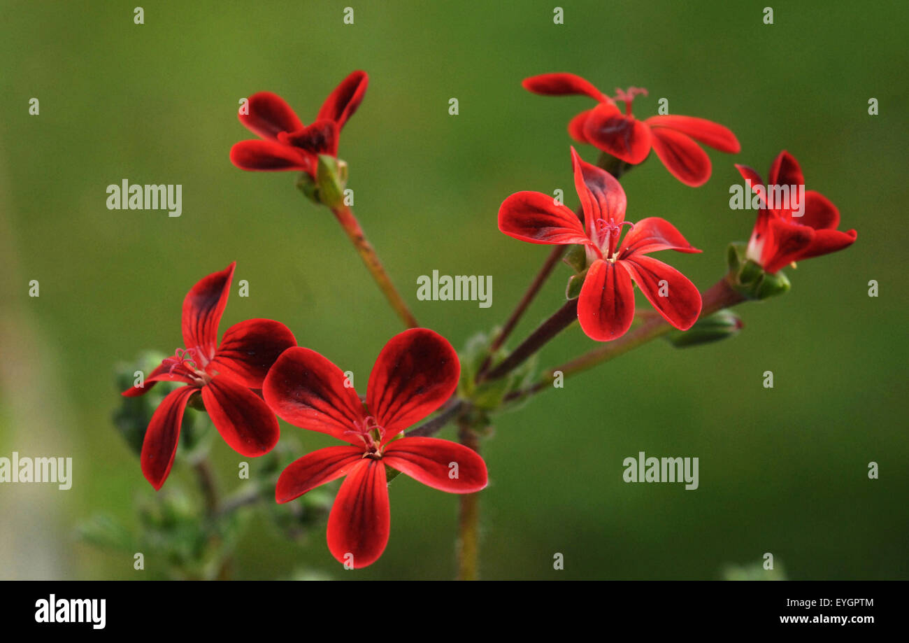 Geranium flowers cut out hi-res stock photography and images - Alamy
