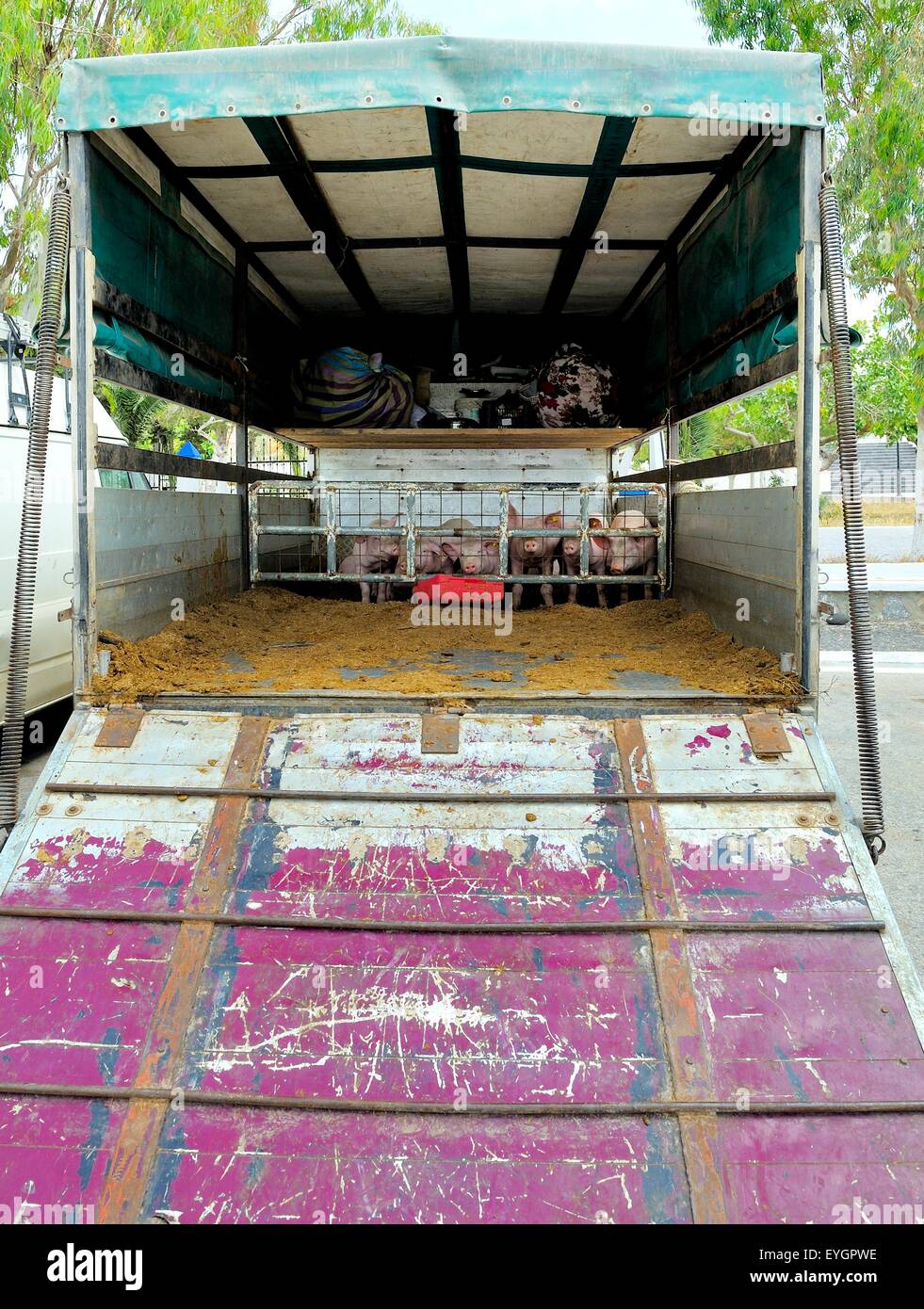 A lorry with pigs on board traveling to market.Santorini,Greece Stock ...