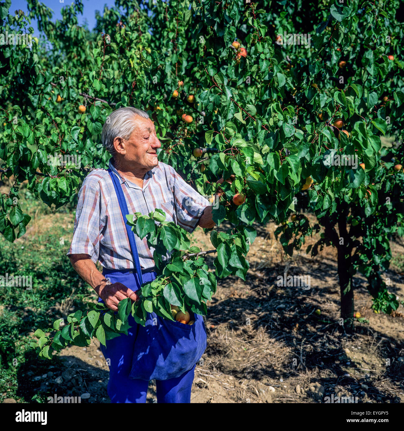 Elderly man picking apricot fruits hi-res stock photography and images ...