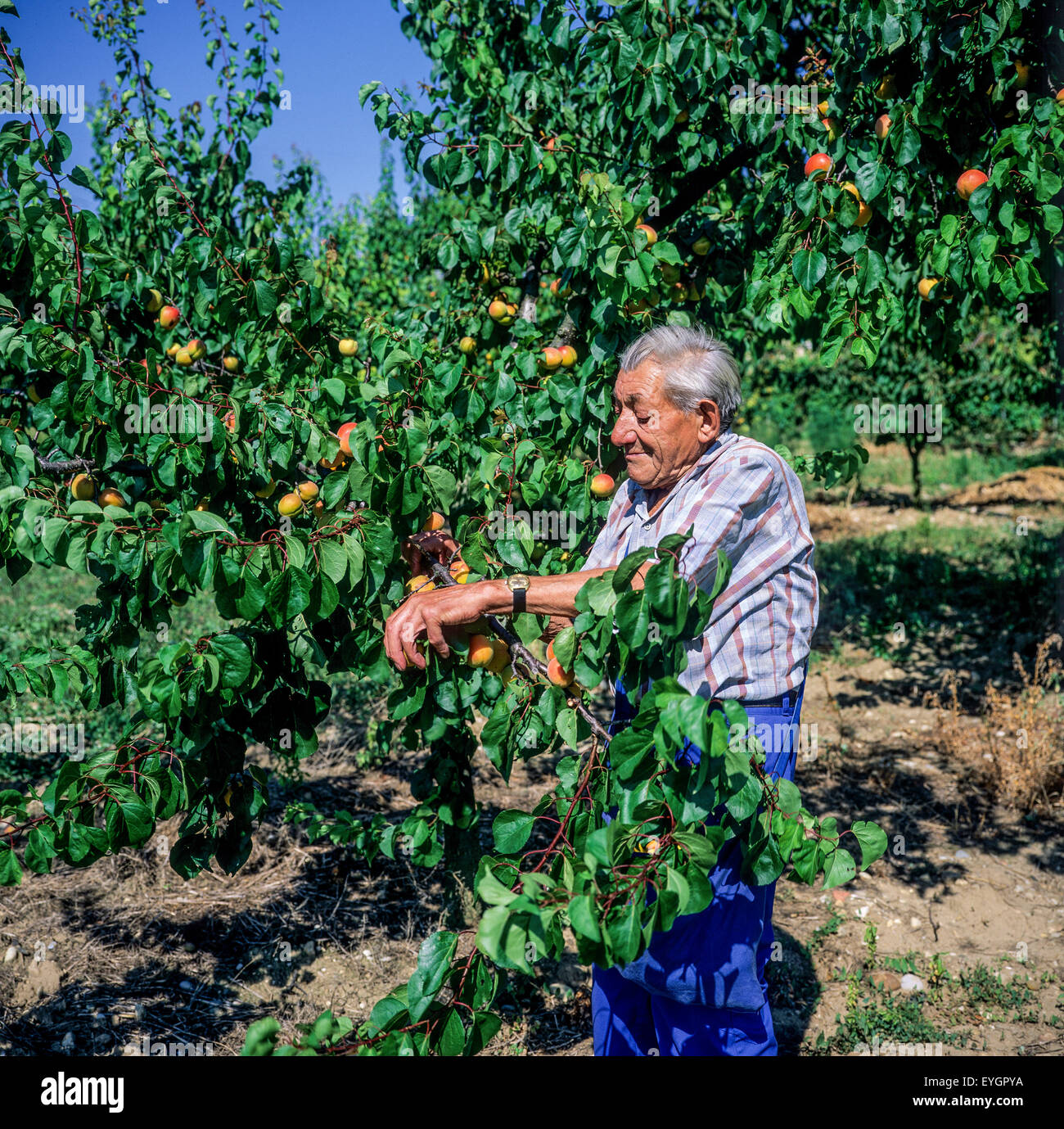 Elderly man harvesting apricot fruits hi-res stock photography and ...
