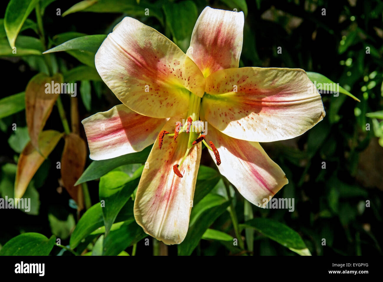 Blooming Lilium in the garden Stock Photo - Alamy