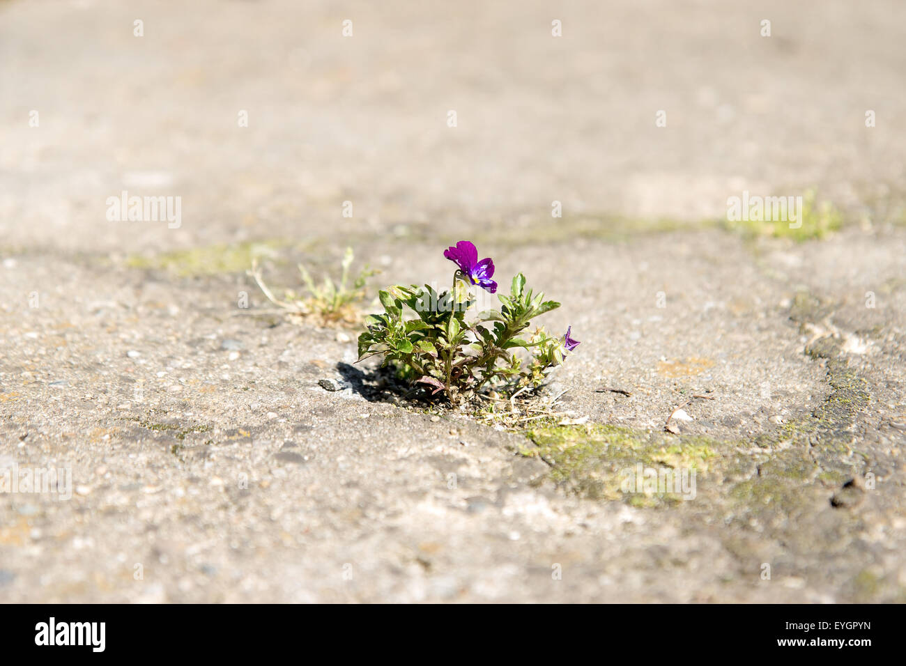 lone flower Viola growing out of the cleft Stock Photo - Alamy