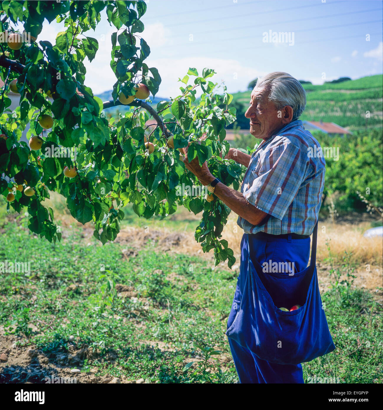 Elderly man picking apricot fruits hi-res stock photography and images ...