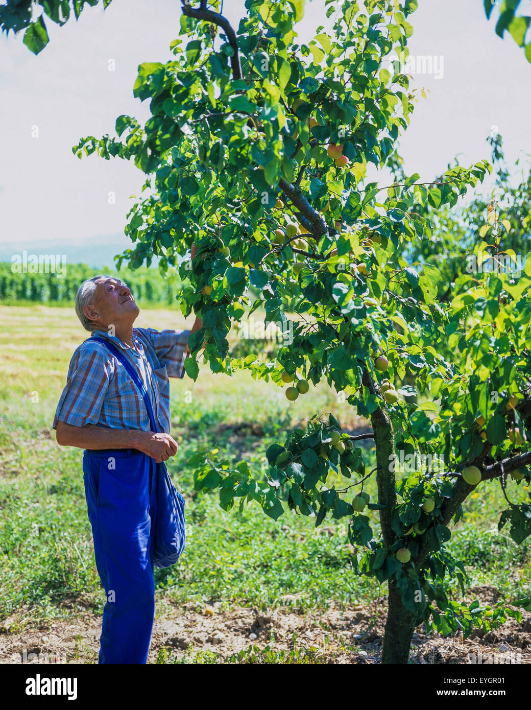 Elderly man picking apricot fruits hi-res stock photography and images ...