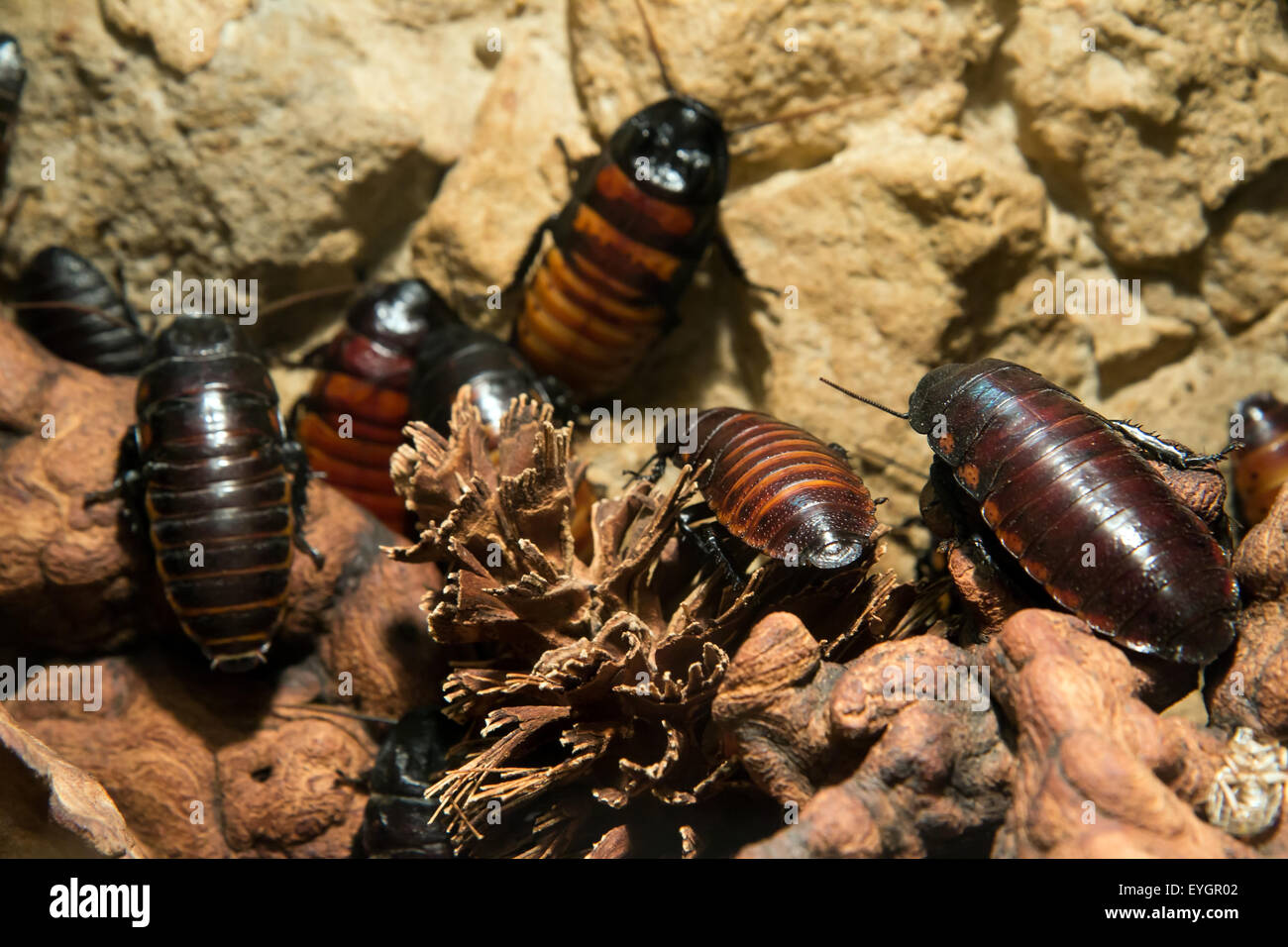 Cockroach and close up hi-res stock photography and images - Alamy