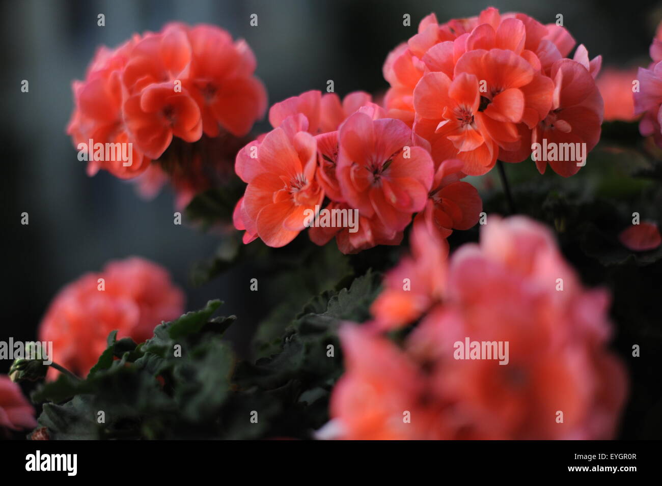 Five pink geraniums on balcony in the summer in close-up fünf rosa ...