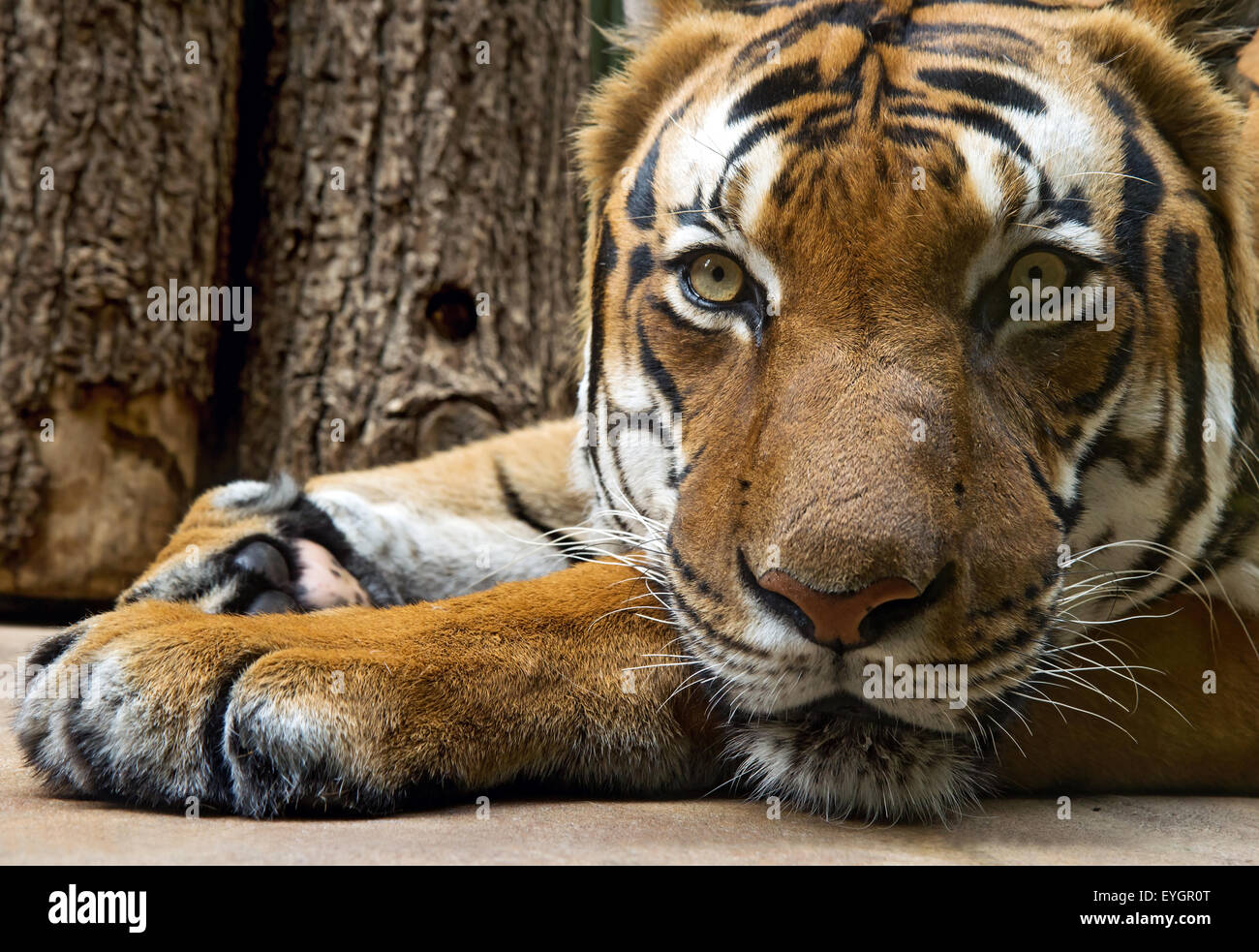 Tiger leg hi-res stock photography and images - Alamy