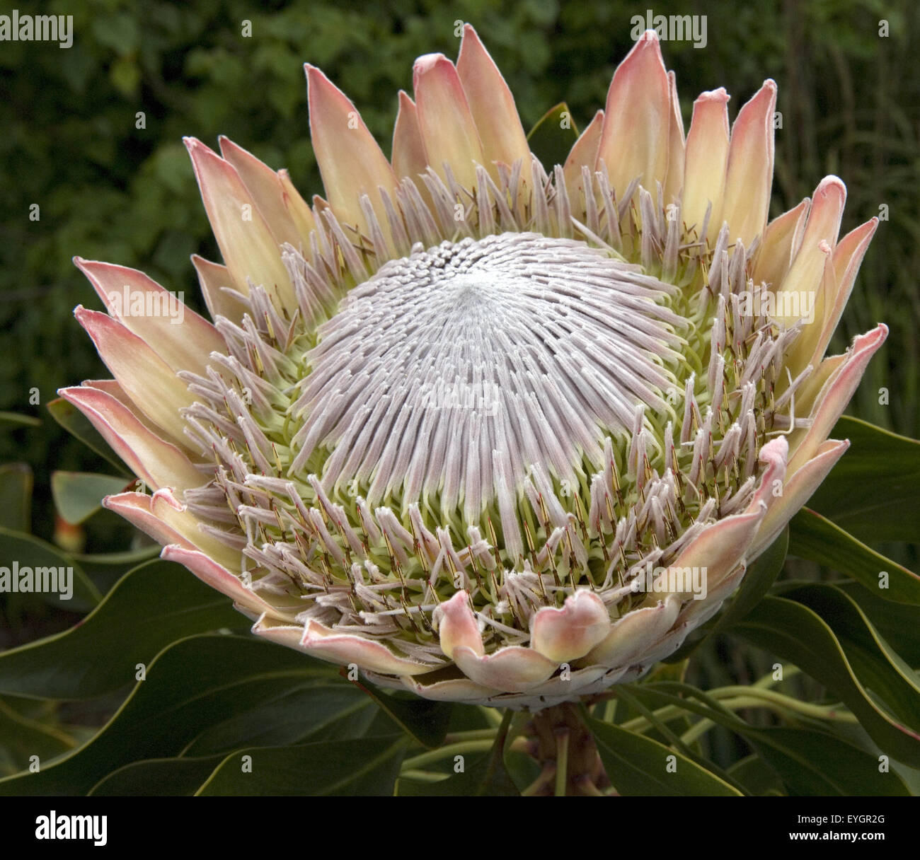 Queen Protea High Resolution Stock Photography and Images - Alamy
