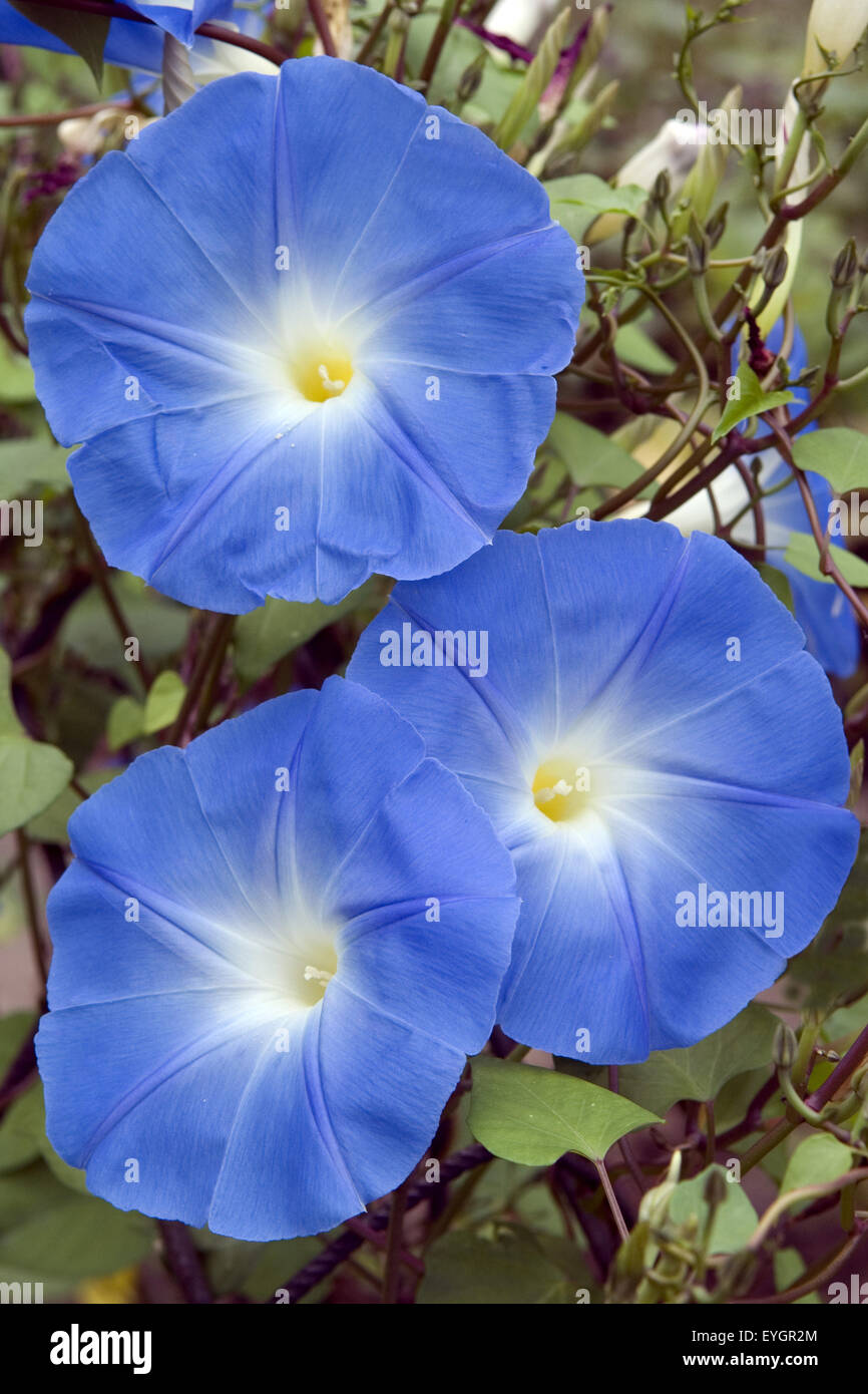 Prunkwinde, Ipomoea, Purpur, purpurea Stock Photo - Alamy