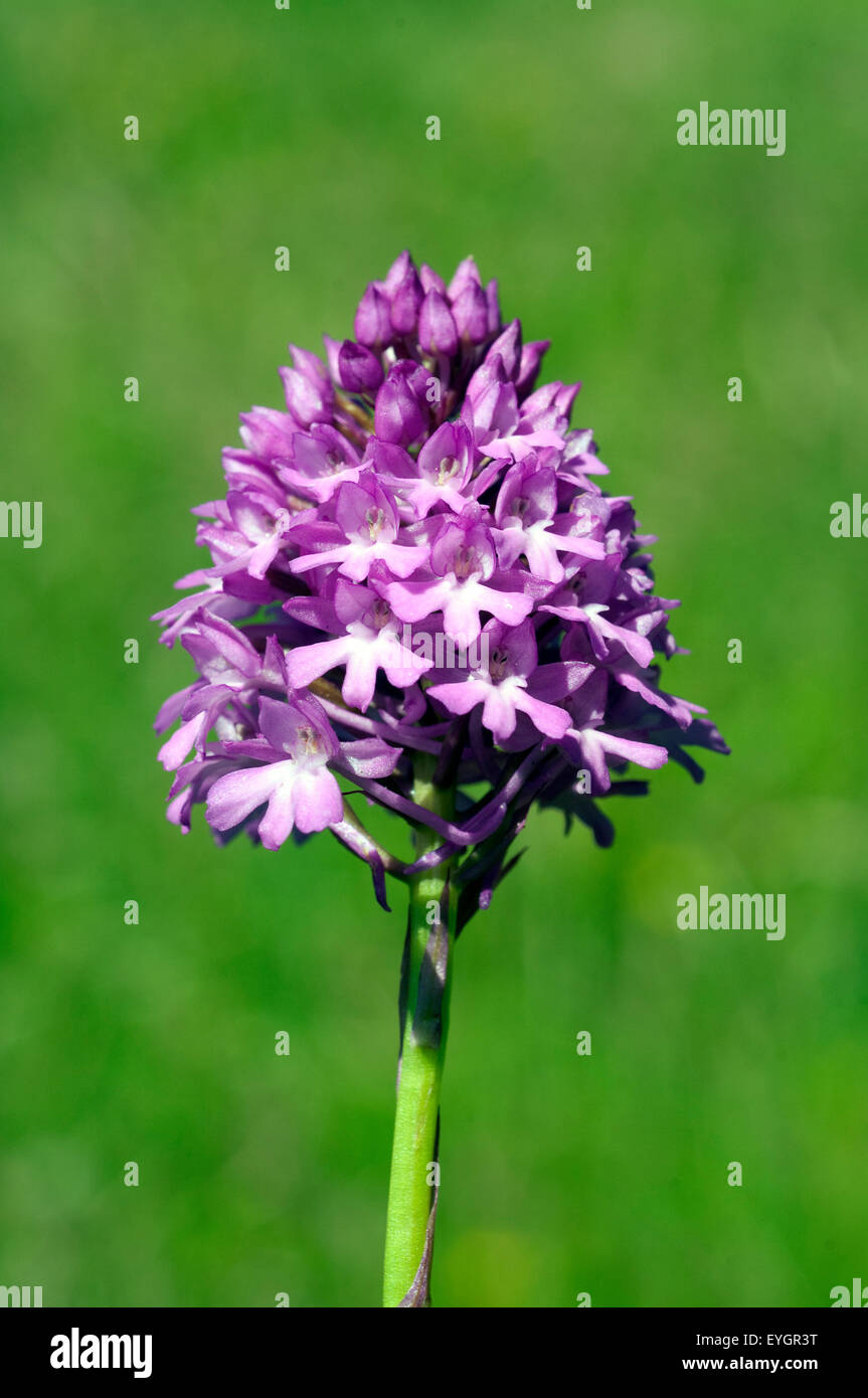 Pyramidenorchidee, Pyramiden-Orchidee, Anacamptis pyramidalis Stock ...