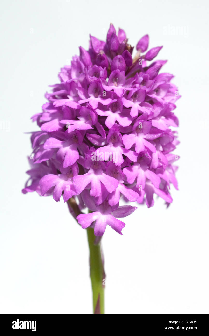 Pyramidenorchidee, Pyramiden-Orchidee, Anacamptis pyramidalis Stock ...
