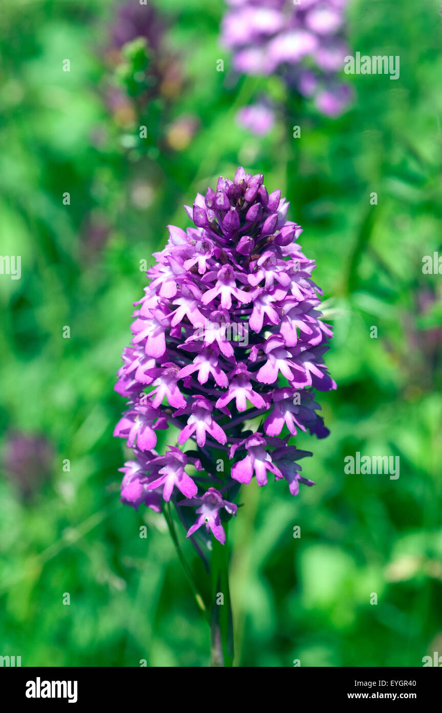 Pyramidenorchidee, Pyramiden-Orchidee, Anacamptis pyramidalis Stock ...