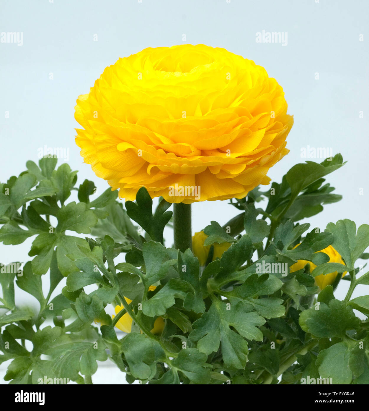 Ranunkeln; Ranunculus; asiaticus Stock Photo - Alamy