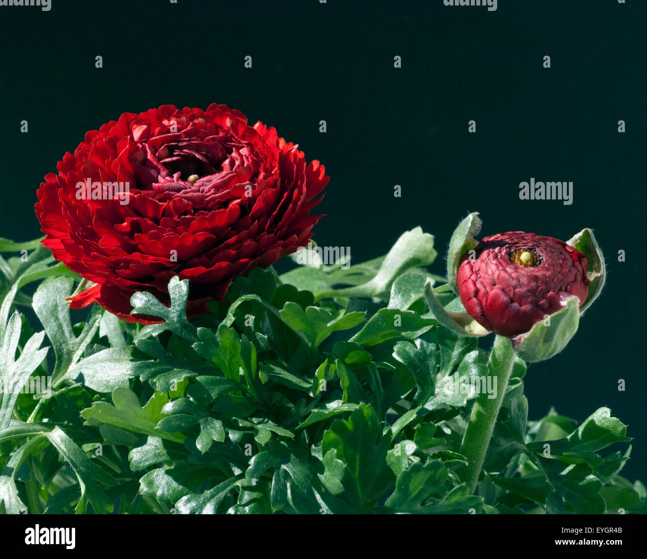 Ranunkeln, Ranunculus, asiaticus Stock Photo - Alamy
