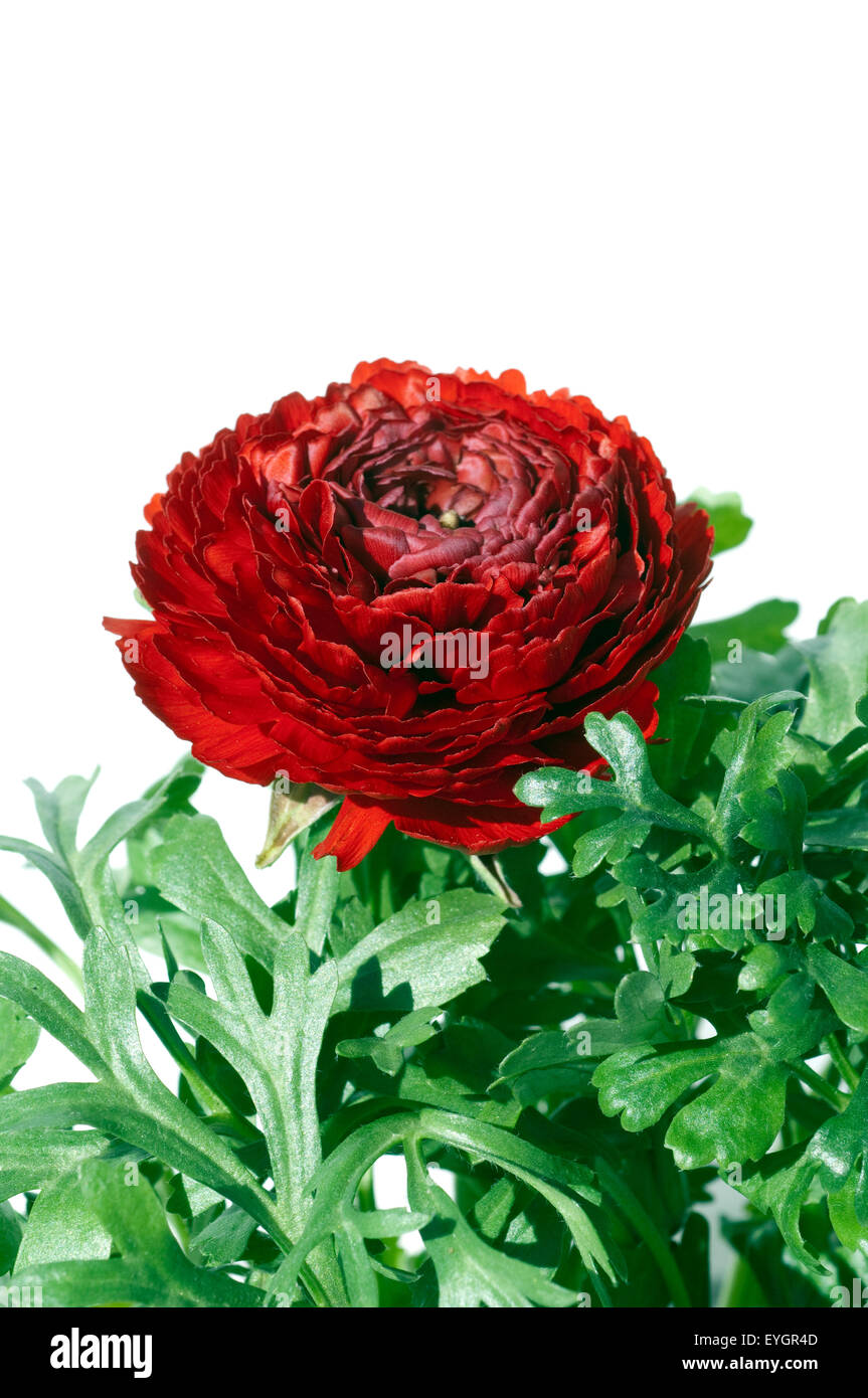 Ranunkeln, Ranunculus, asiaticus Stock Photo - Alamy