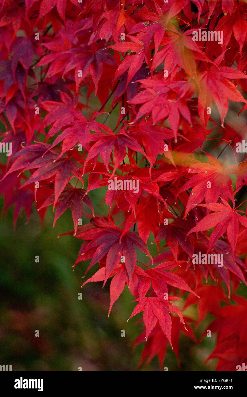 Red acer trees hi-res stock photography and images - Alamy