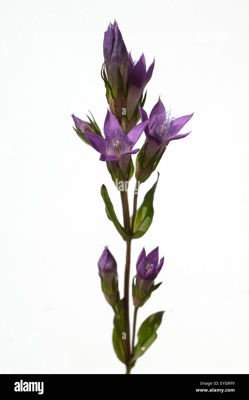 Enzian blumen hi-res stock photography and images - Alamy