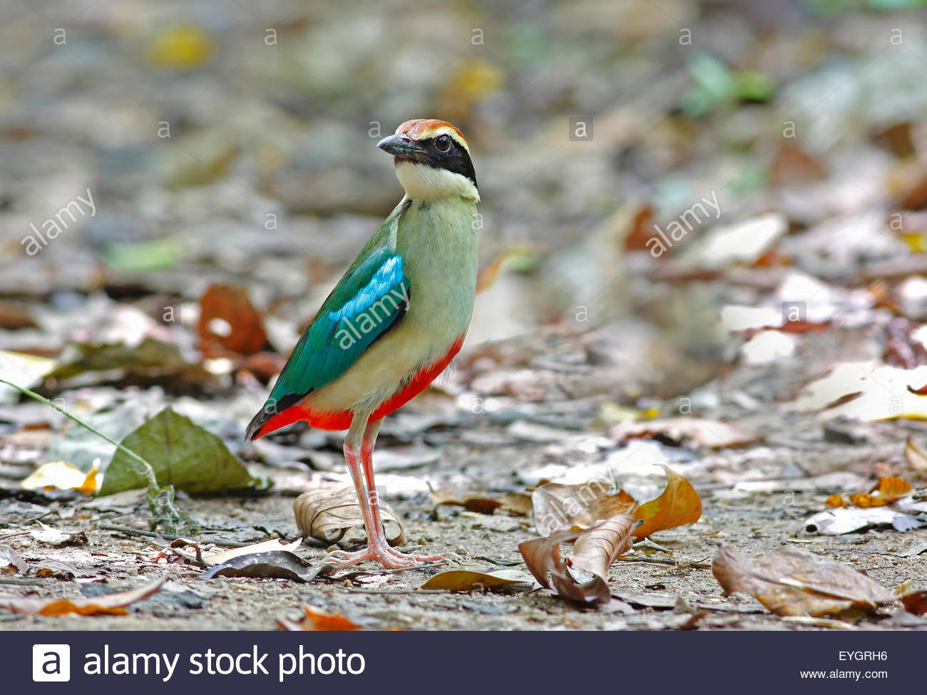 Pitta Nympha Stock Photos & Pitta Nympha Stock Images - Alamy
