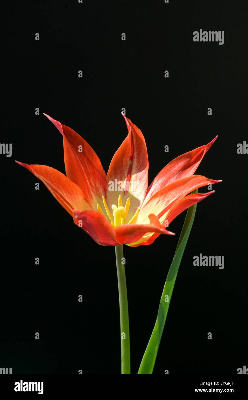 Rote botanische blume hi-res stock photography and images - Alamy