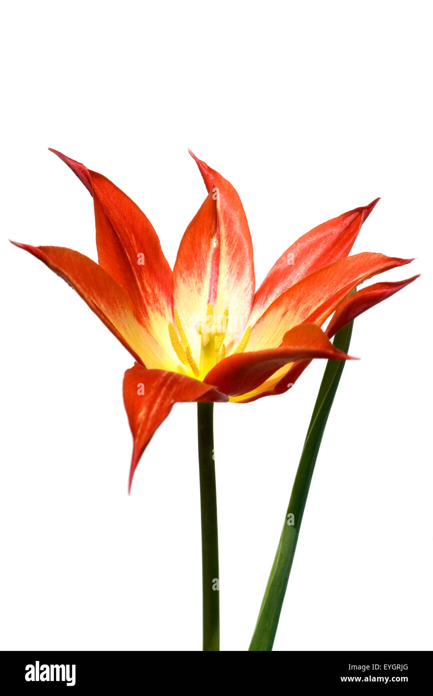 Rote botanische blume hi-res stock photography and images - Alamy