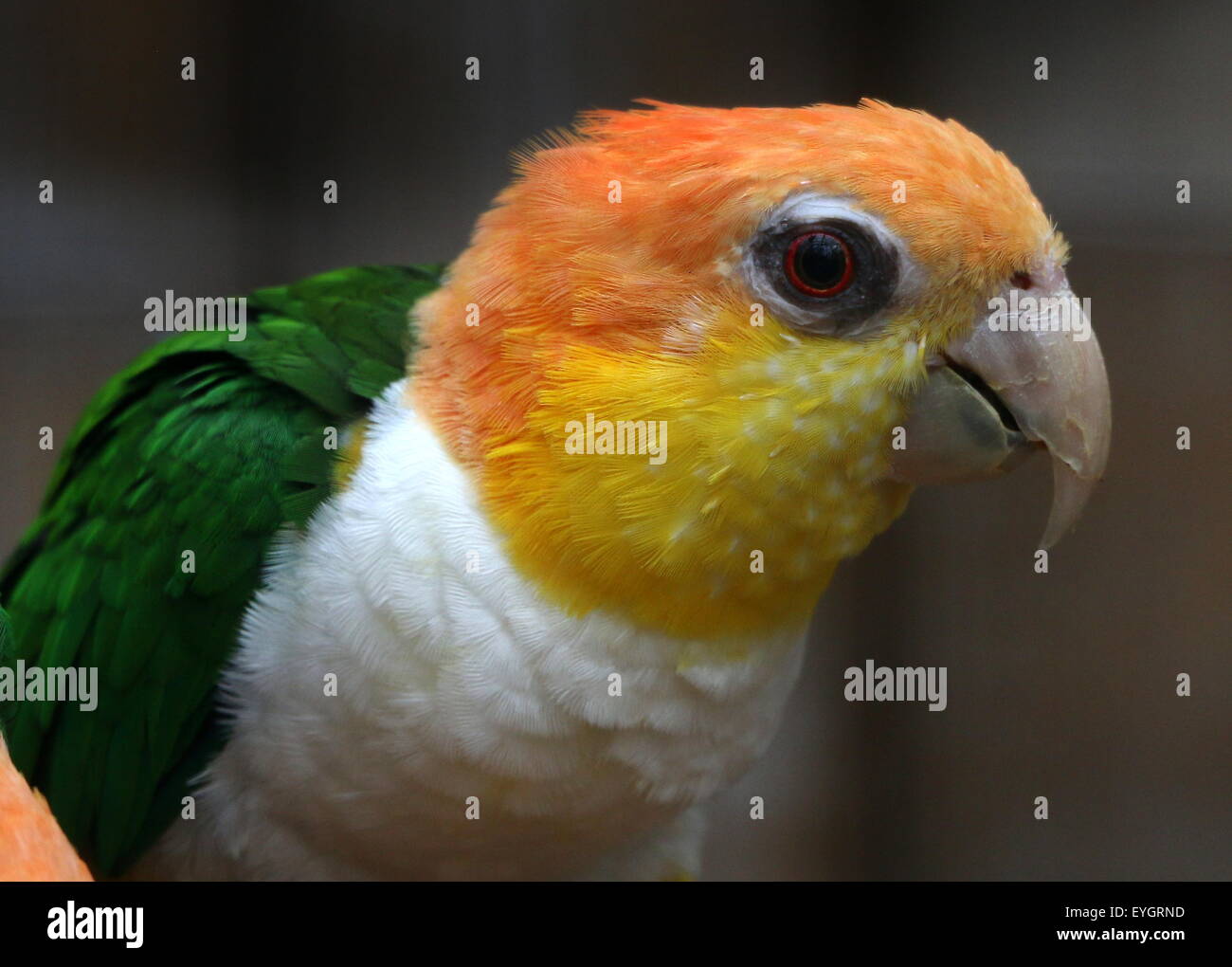 South American Green thighed Parrot (Pionites leucogaster) a.k.a. White ...