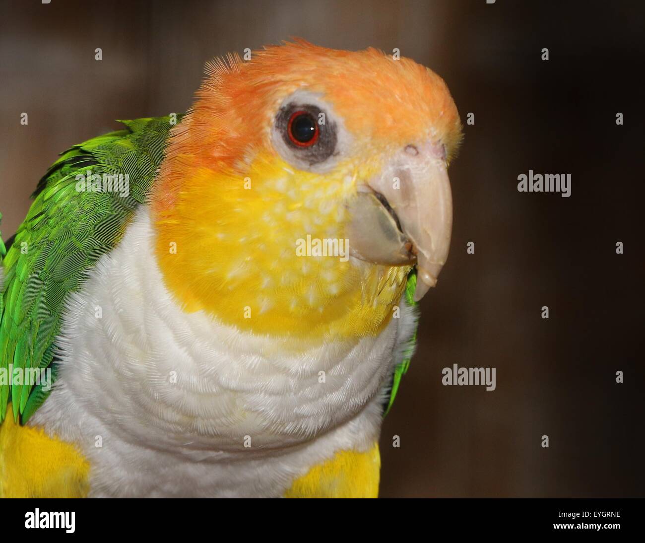 South American Green thighed Parrot (Pionites leucogaster) a.k.a. White ...