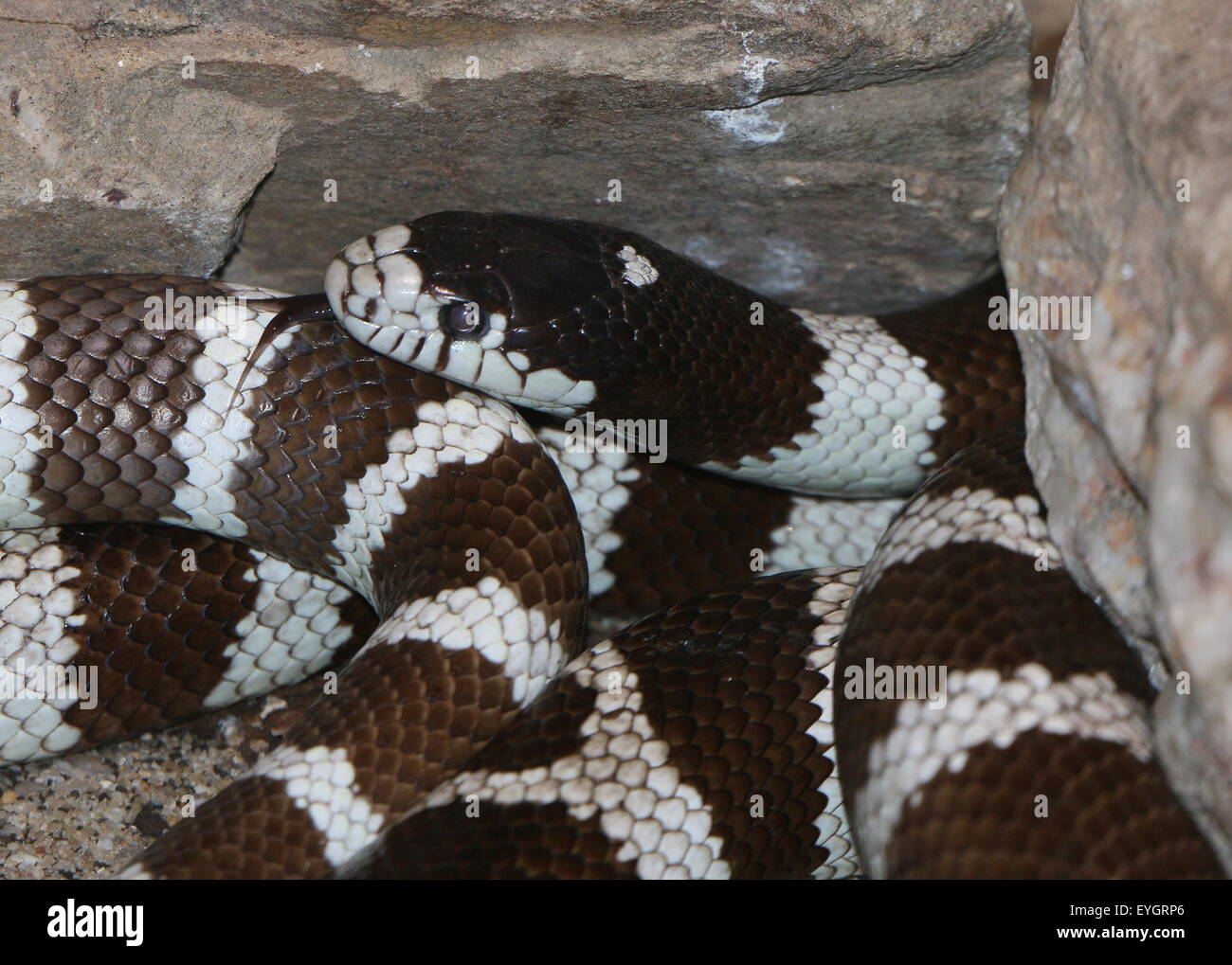 Serpiente rey hi-res stock photography and images - Alamy
