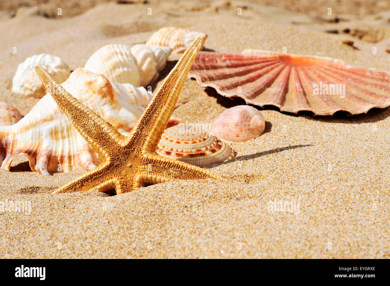 Starfish and seashells on sand beach hi-res stock photography and ...