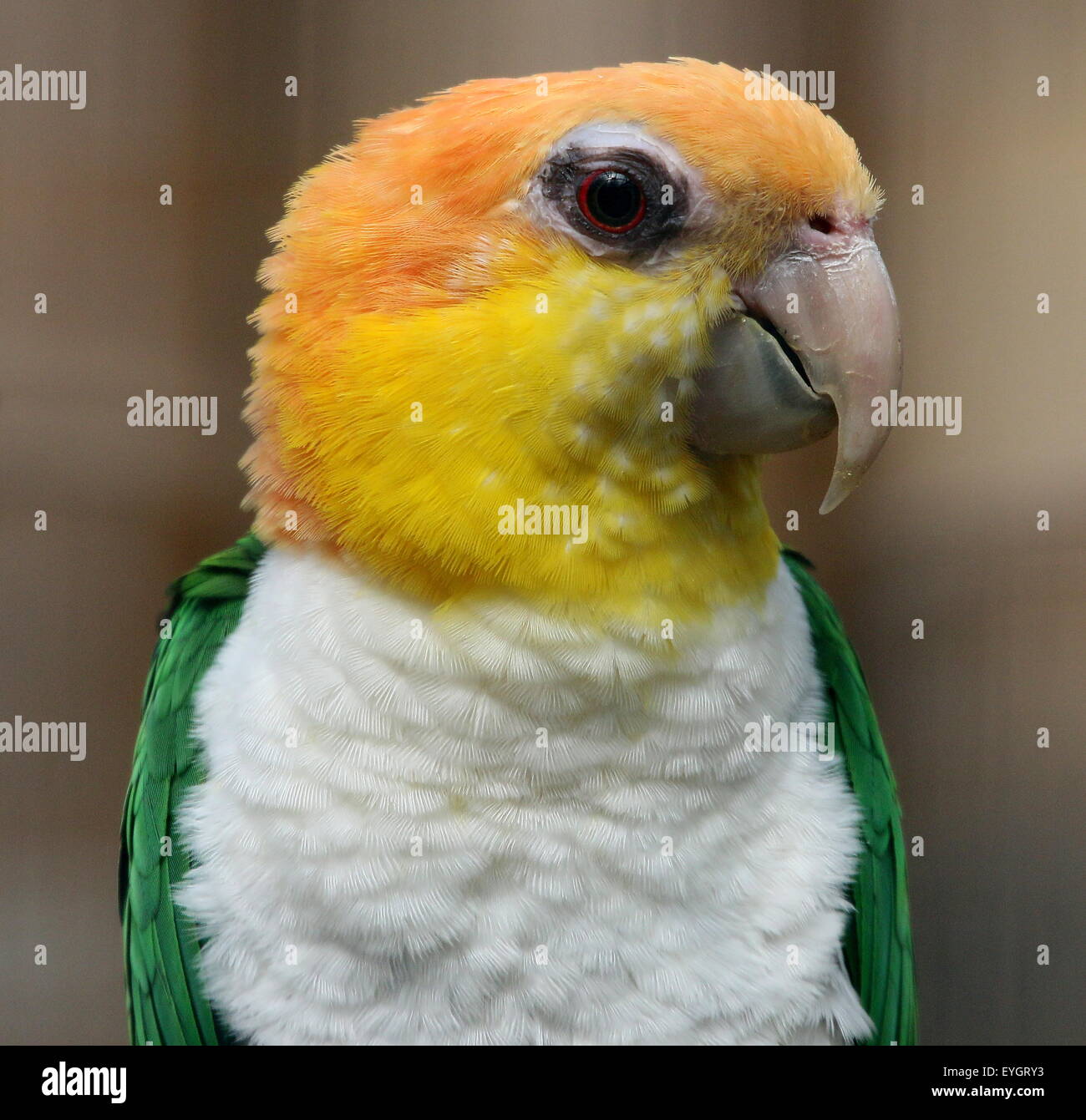 South American Green thighed Parrot (Pionites leucogaster) a.k.a. White ...