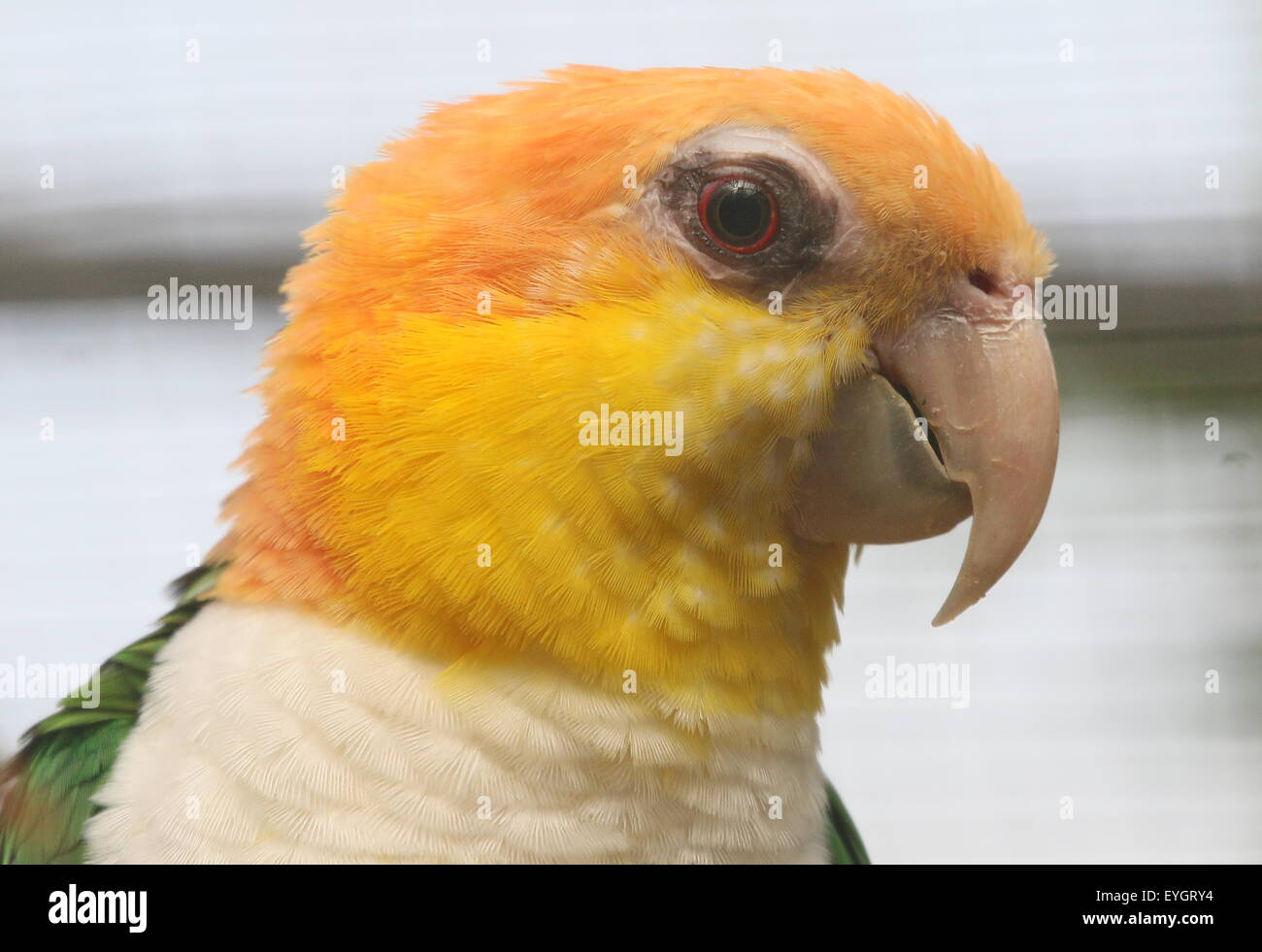 South American Green thighed Parrot (Pionites leucogaster) a.k.a. White ...