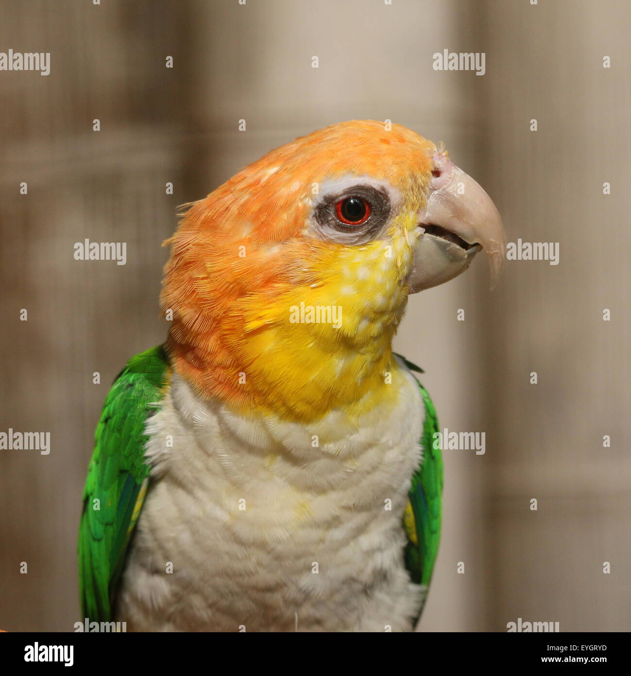 South American Green thighed Parrot (Pionites leucogaster) a.k.a. White ...