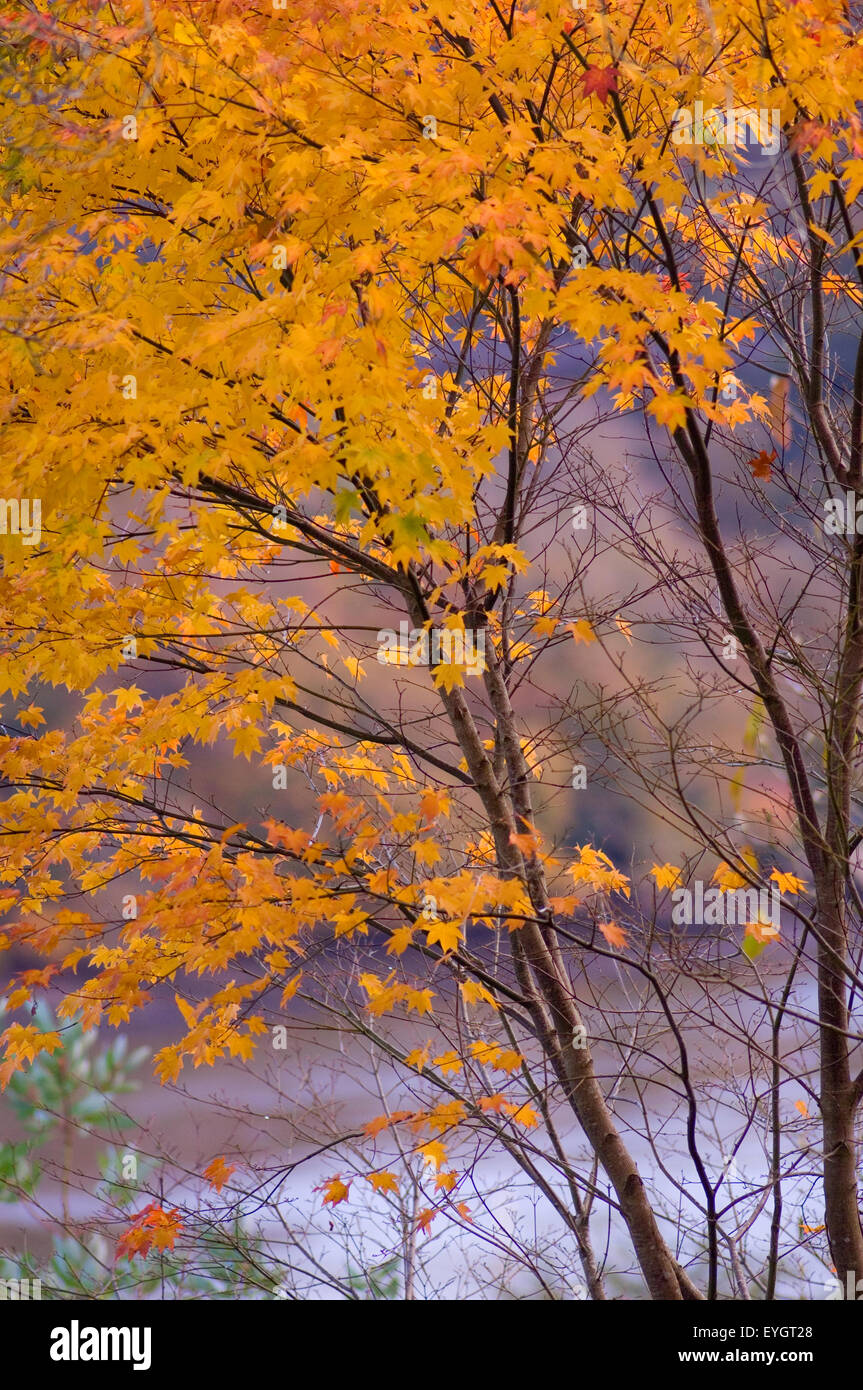 Golden acer trees hi-res stock photography and images - Alamy