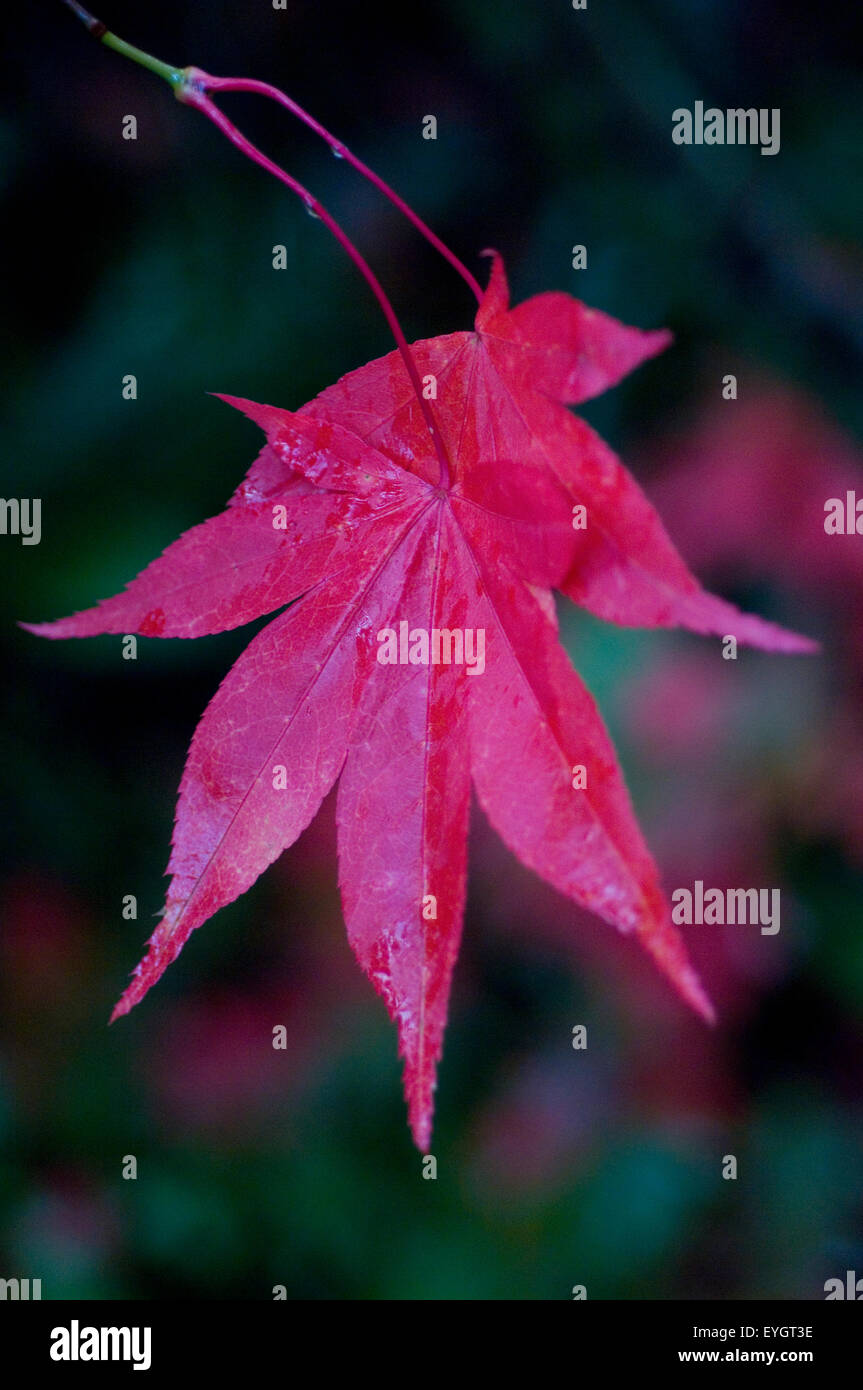 Single autumn leaf Stock Photo - Alamy