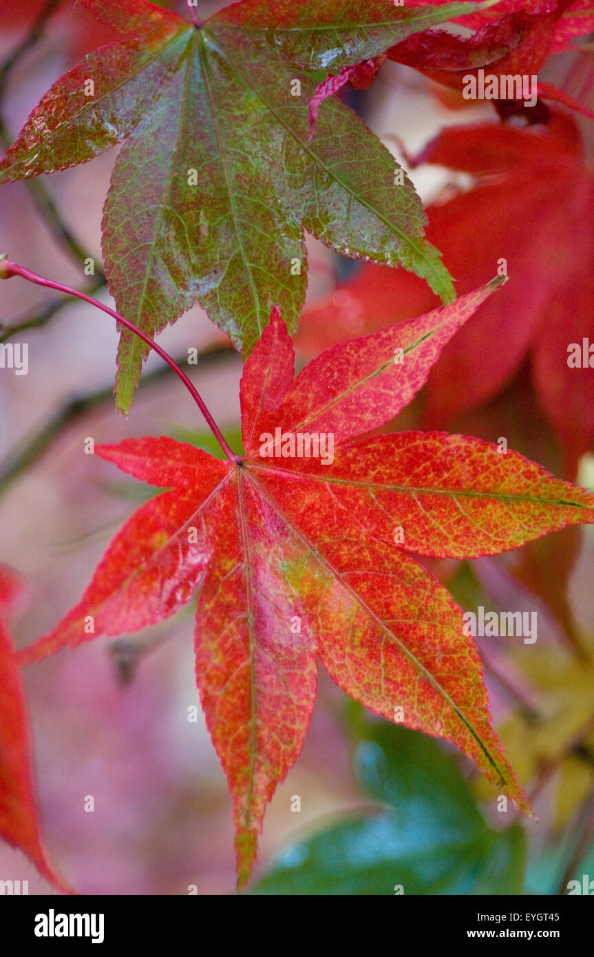 Red leaves of acer tree hi-res stock photography and images - Alamy