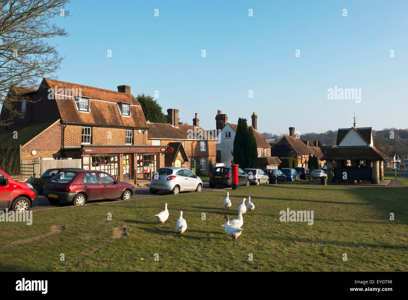 England, Geese wandering around Sedlescombe Village Green; East Sussex ...