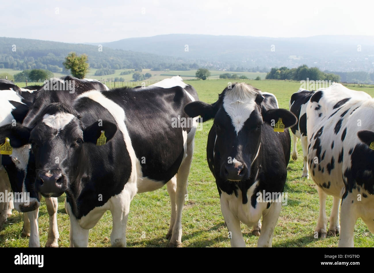 Germany, Cows grazing on meadow; Niederkaufungen Stock Photo - Alamy
