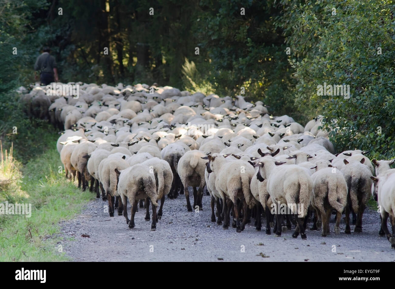 Germany, Shepherd with his herd of sheep; Kaufungen Stock Photo - Alamy